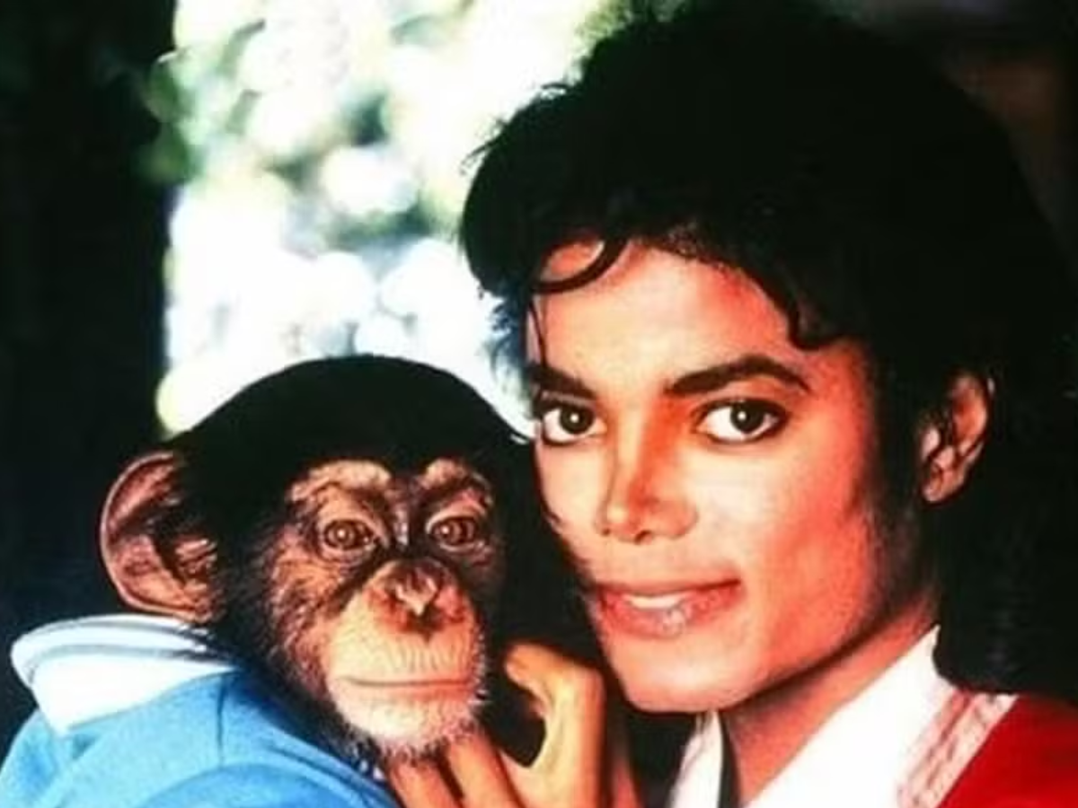 Saiba o que aconteceu com o chimpanzé de Michael Jackson que recebeu ...
