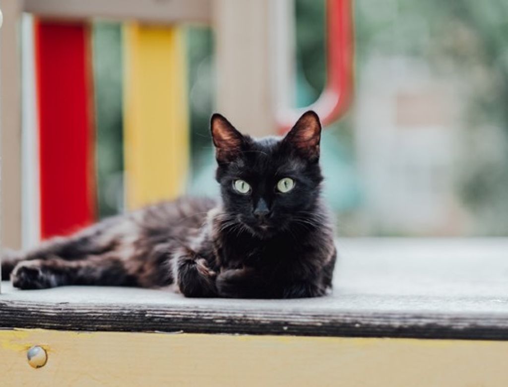 Idoso decide deixar toda herança para quem cuidar da sua gata; entenda ...
