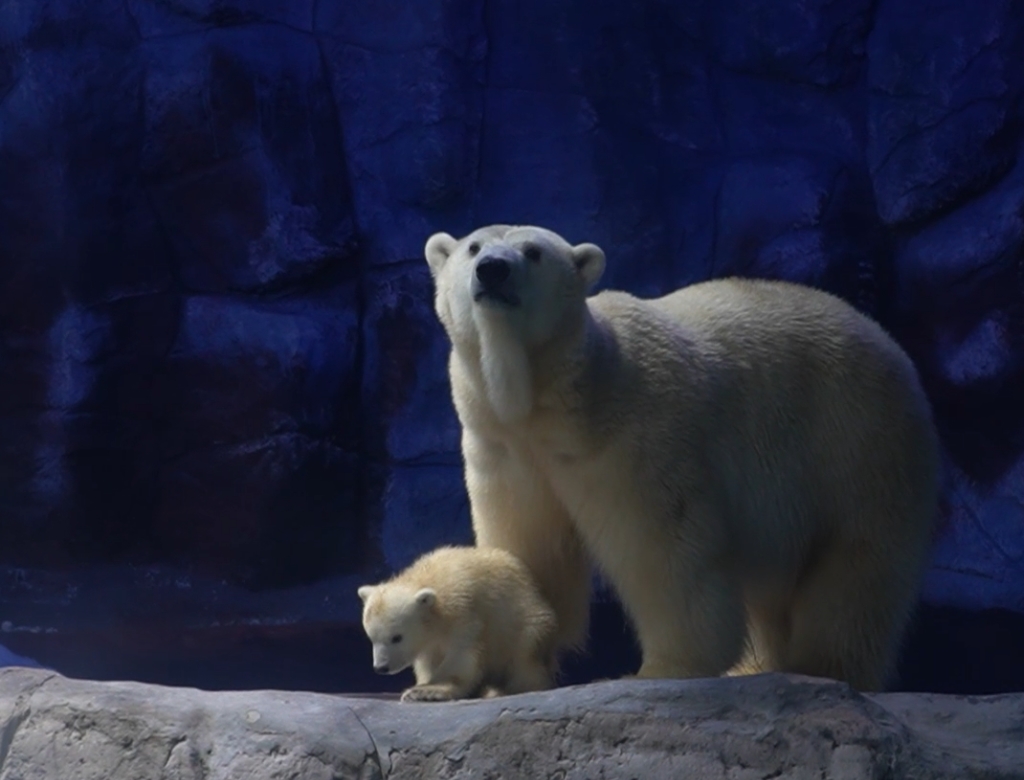 Primeira ursa polar nascida na América Latina é apresentada ao público ...