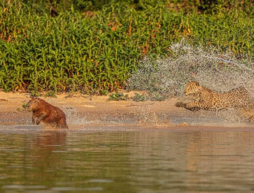 Capivara late e pula no lago para fugir de ataque de onça; veja VÍDEO ...
