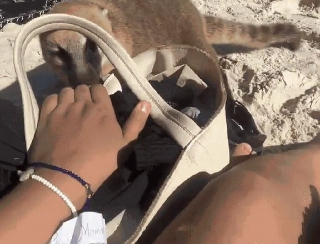 Jovem é cercada por um bando de quatis em praia de Florianópolis; veja ...