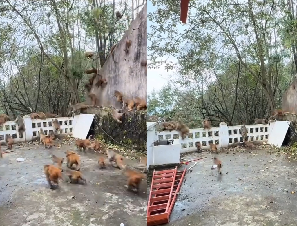 Turistas se assustam com debandada de mais de 100 macacos em parque ...