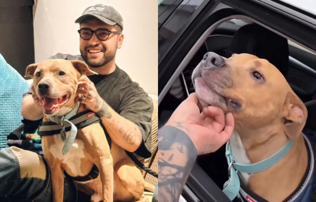 Tutor celebra vitória do cão contra câncer com passeio emocionante ...