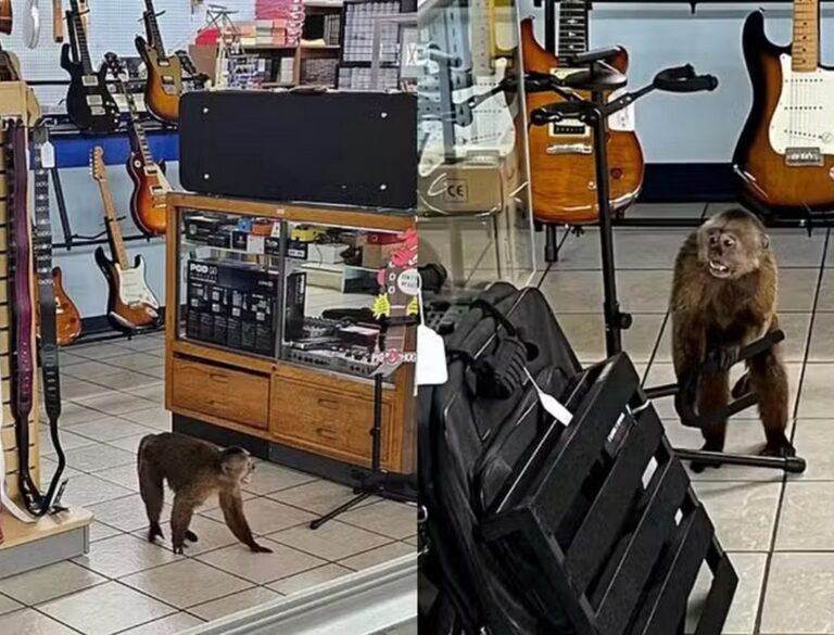 Macaco invade loja de música, destrói instrumentos e termina capturado ...