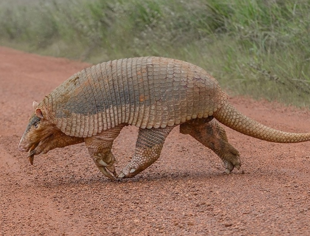 Tatu-canastra com pênis de 33 centímetros é encontrado no Pantanal ...